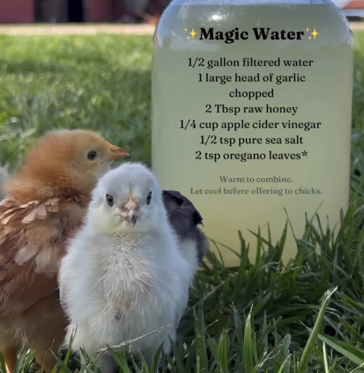 Natural “Magic Water” for Baby Chicks (DIY Electrolyte & Immune Support ...